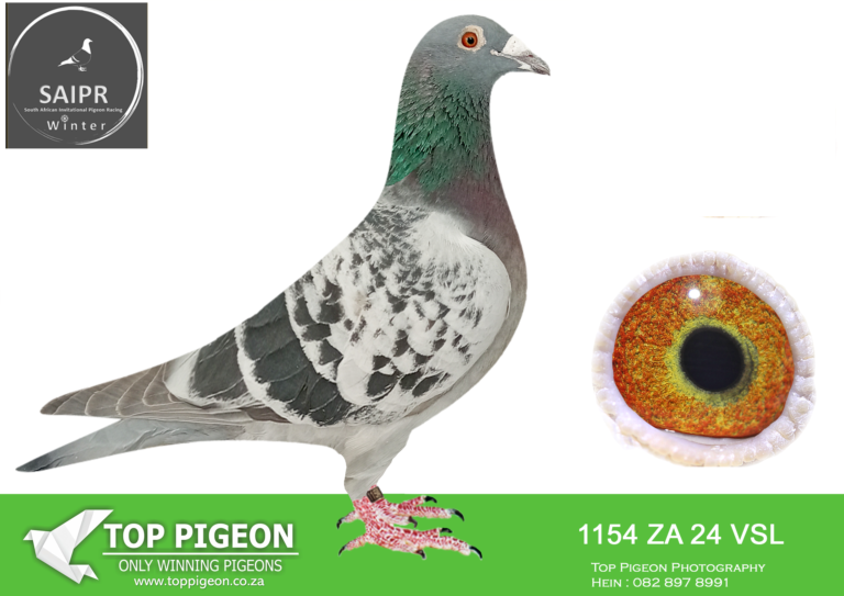 z..LOT 117 SAIPR AUCTION 2 -Cannistaro 2-ZA VSL 1154 2024 · -SIRE:1948 ZA NOVP 19 BLIKSEM BEST ...