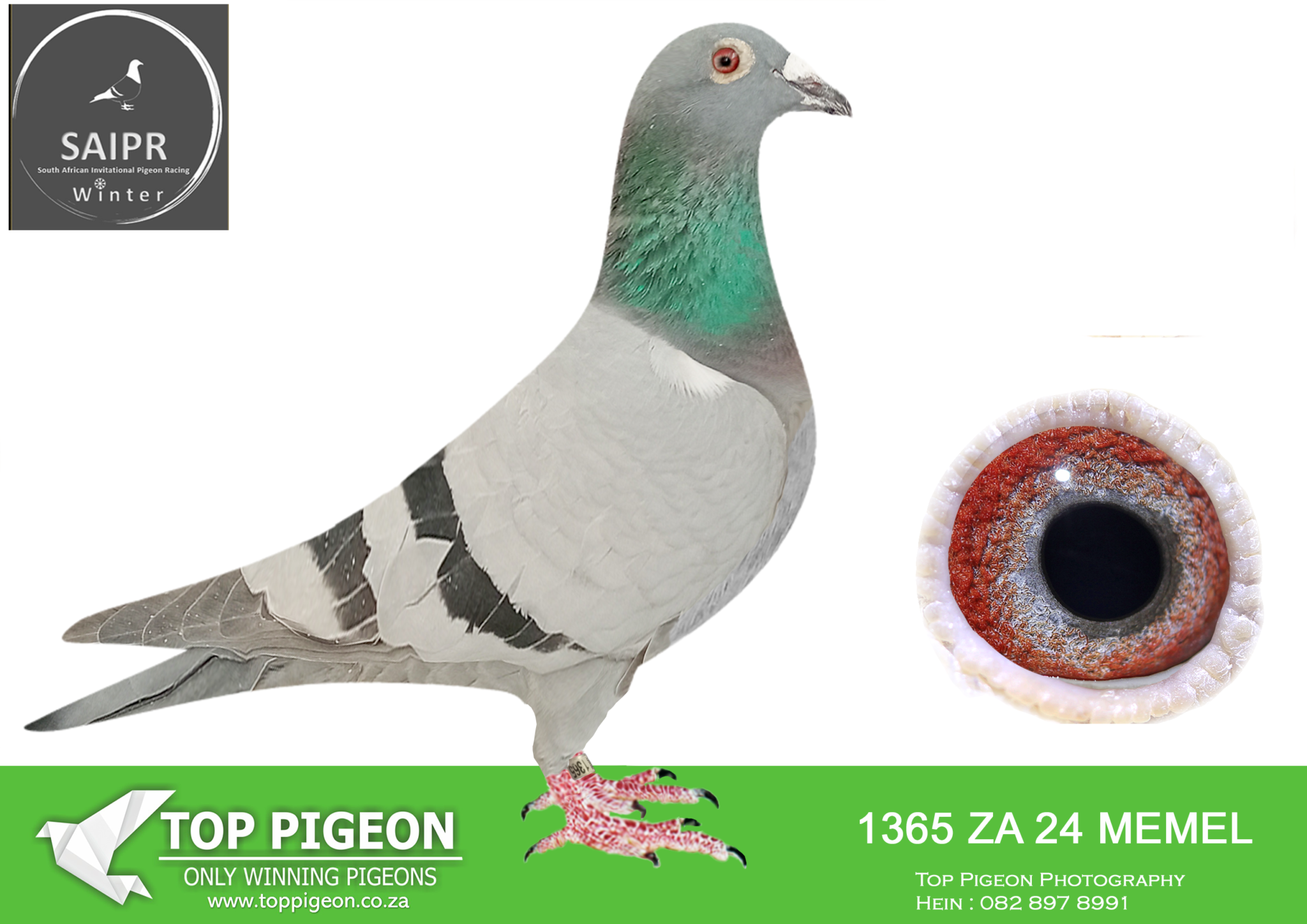 LOT 52 SAIPR AUCTION 2 – Frik Stander-za memel 24 1365*** -NESTMATE TO 8TH ACE PIGEON———–SIRE:ZA ...
