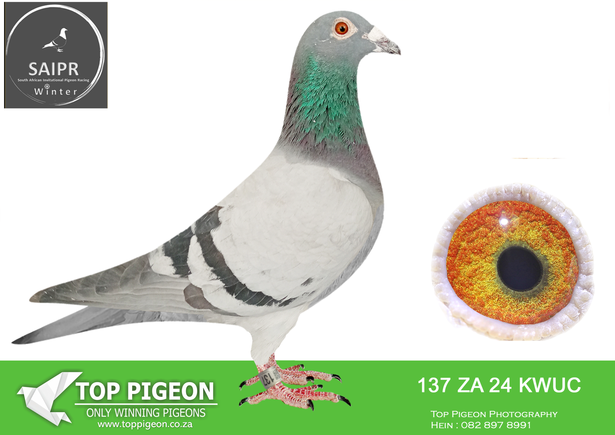 LOT 26 SAIPR AUCTION 2 – Ruben van HEERDEN-za kwu/c 24 137 · -SIRE:ZA-2022-KWU/C-120 Ruben Van ...