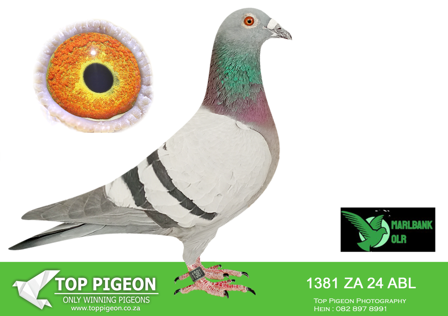 .LOT 8 MARLBANK OLR – ALWYN BESTER T1-ZA-24-ABL-1381 -SIRE:90758 ZA 18 ...