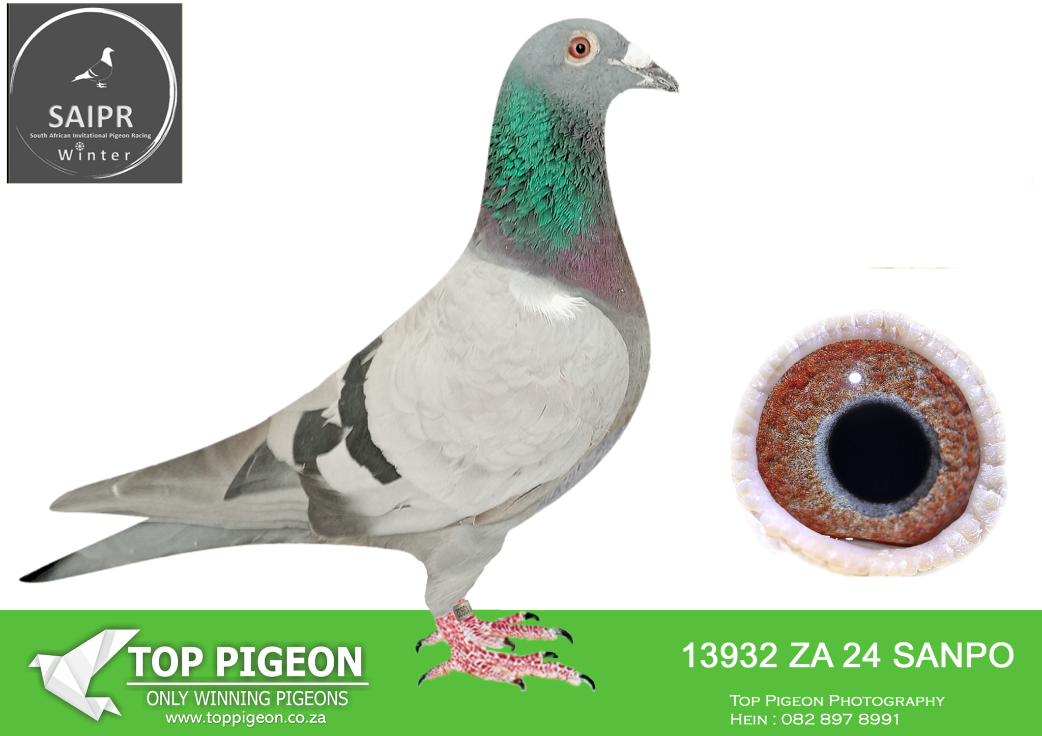 LOT 88 SAIPR AUCTION 2 – Double J Racers-ZA SANPO 13932 2024*** -SIRE:PRPC 18 18738.——-DAM:ZA 17 ...