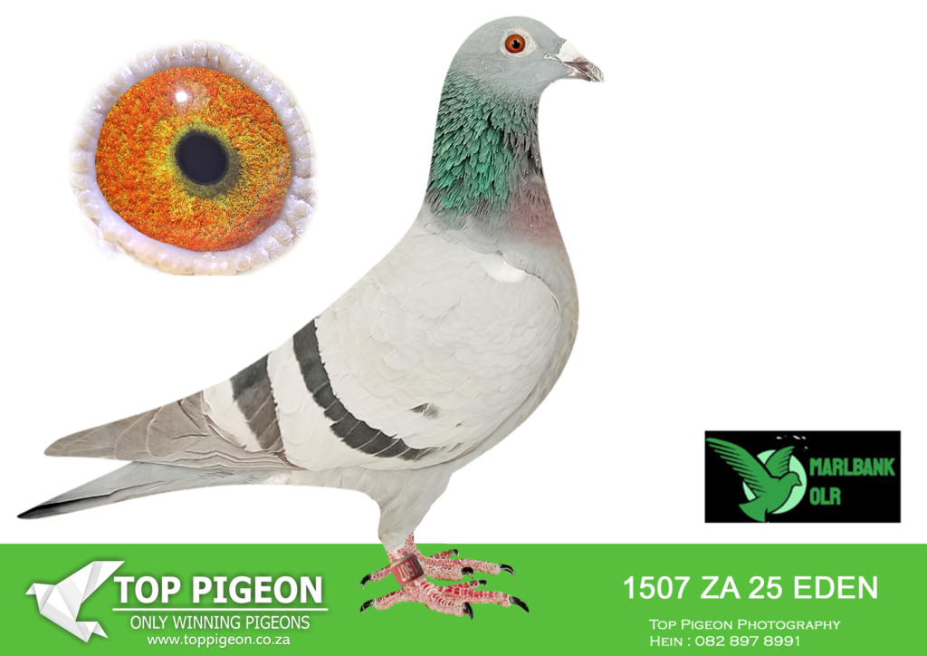 LOT 47 MARLBANK OLR – CHAPMAR-ZA-25-EDEN-1507 -SIRE:ZA 19 FB 9327 ...