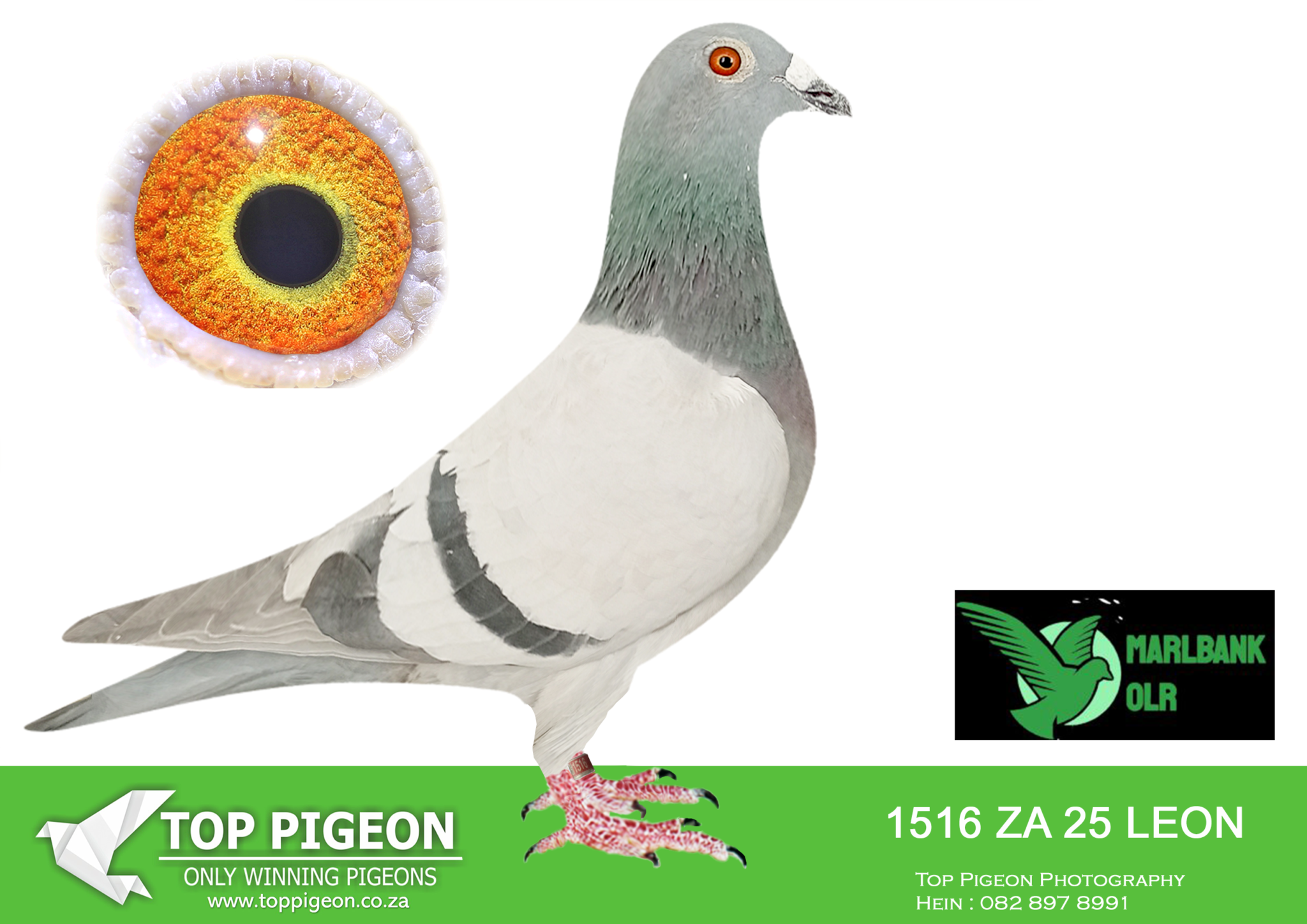 LOT 98 MARLBANK OLR – KM HOKKE-ZA-25-LEON-1516 -SIRE:NWPF 19 3064 ...