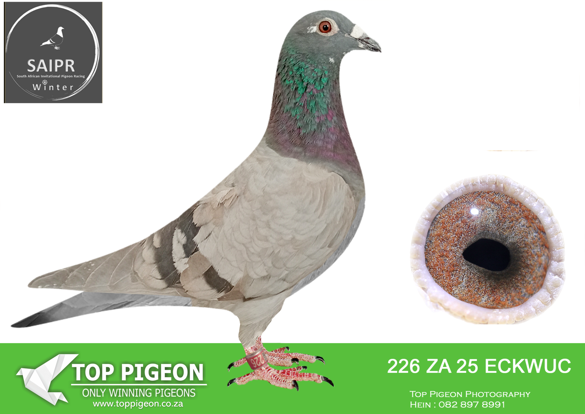 LOT 57 SAIPR AUCTION 2 – Ruben van HEERDEN-ZA ECKWUC 226 2025*** -SIRE:ZA-2022-CPL-156 Ruben Van ...