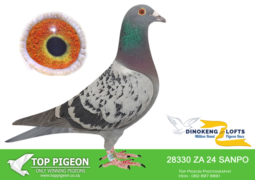 LOT 26 DINOKENG OLR – DESERT QUEEN RACING PIGEONS-ZA SANPO 24- 28330 HEN -R5 – 19th R5,000 ...