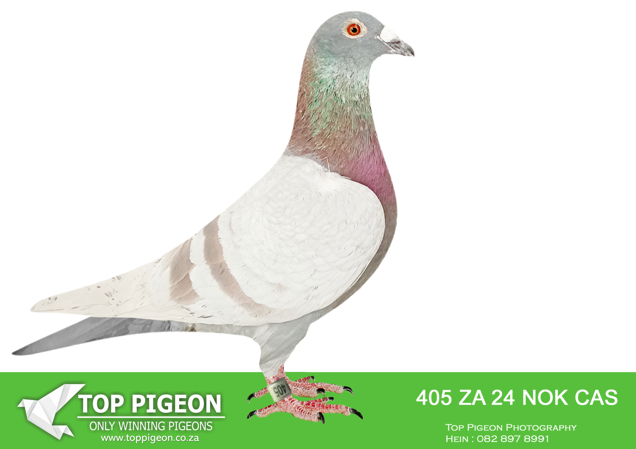 .LOT 1 KAROO MILLION SPECIALIST – GAVIN ROUS – ZA 24 NOK CAS 405 -SIRE ...