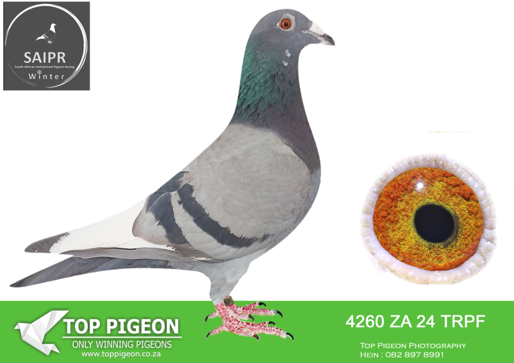 LOT 41 SAIPR AUCTION B -MCDERMOTT & SMITH-ZA TRPF 2024 4260 -SIRE:ZA-2016-TRPF-1953 “SON BABY ...