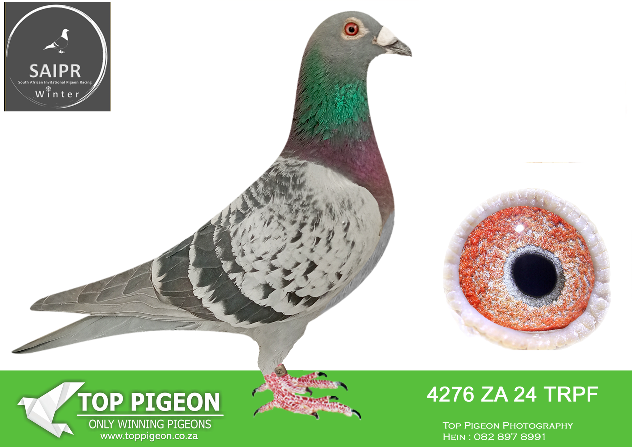 .LOT 4 SAIPR AUCTION 2 – McDermott & Smith-za trpf 24 4276*** · VenShadow —–HOTSPOT 2 WINNER ...