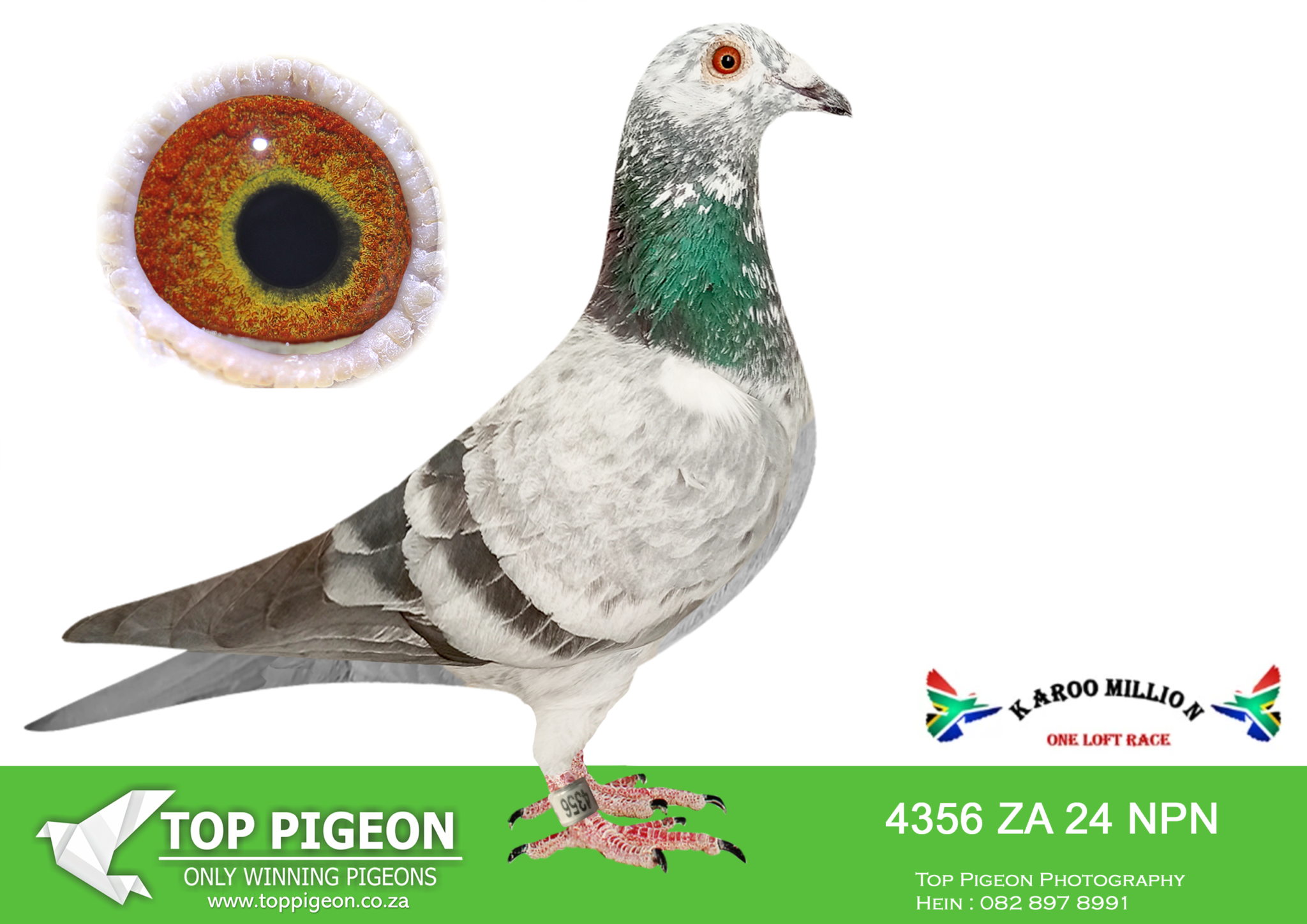 Z..LOT 118 KAROO MILLION OLR – PENNINGTON LOFT-4356 NPN 2024 -Sister ...