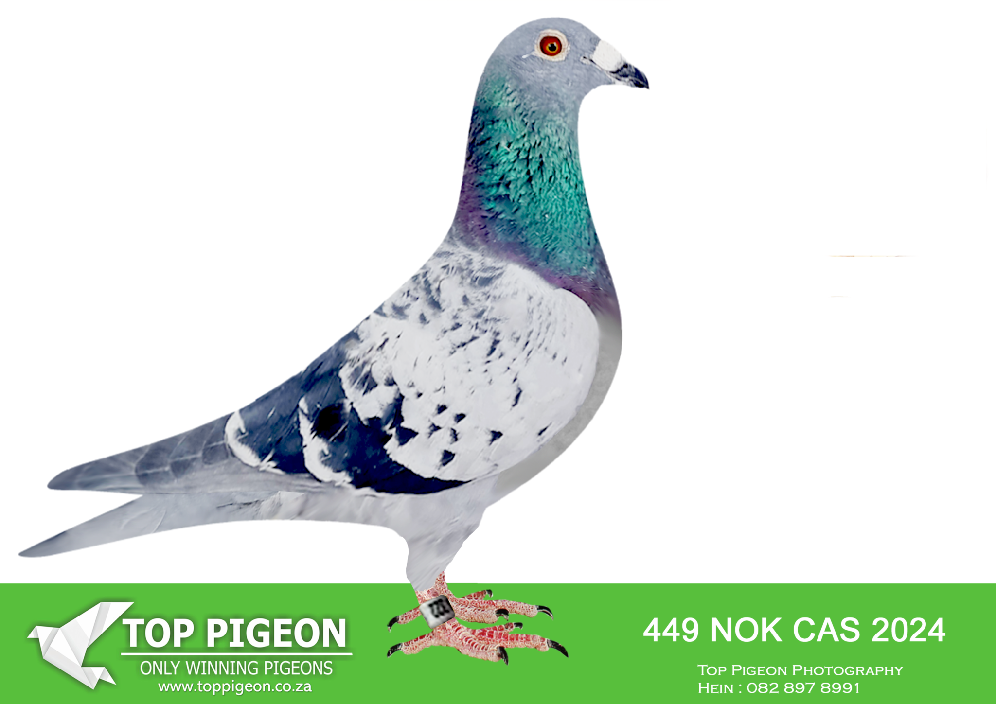 LOT 13 KAROO MILLION SPECIALIST -GAVIN ROUS – ZA 24 NOK CAS 449 -SIRE ...