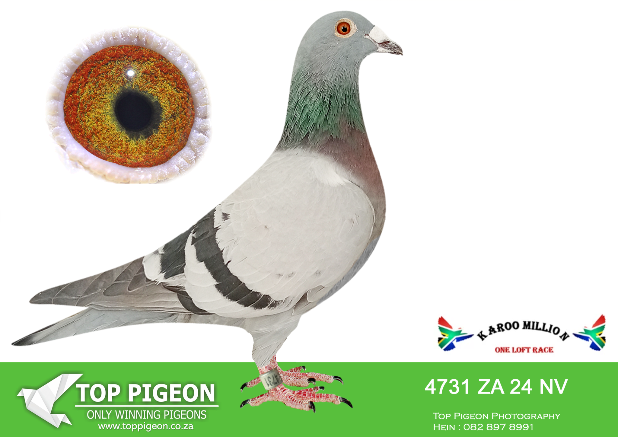 LOT 33 KAROO MILLION OLR – CLAVE MBERI -4731 NV 2024 -7TH HOTSPOT 1 EQUAL WINNER————SIRE:378 ZA ...