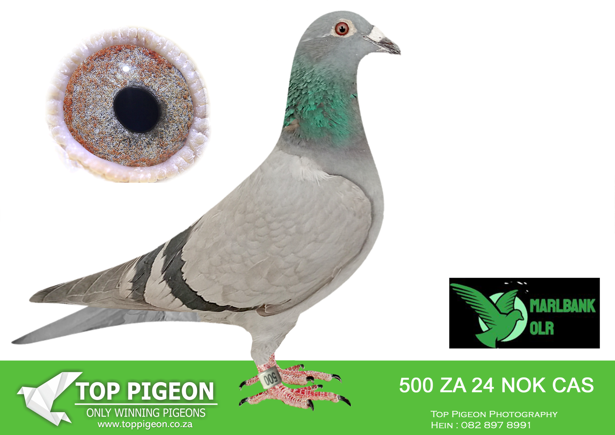 LOT 65 MARLBANK OLR – GAVIN ROUS-ZA-24-CAS-500 -• 2e Ace Pigeon ...