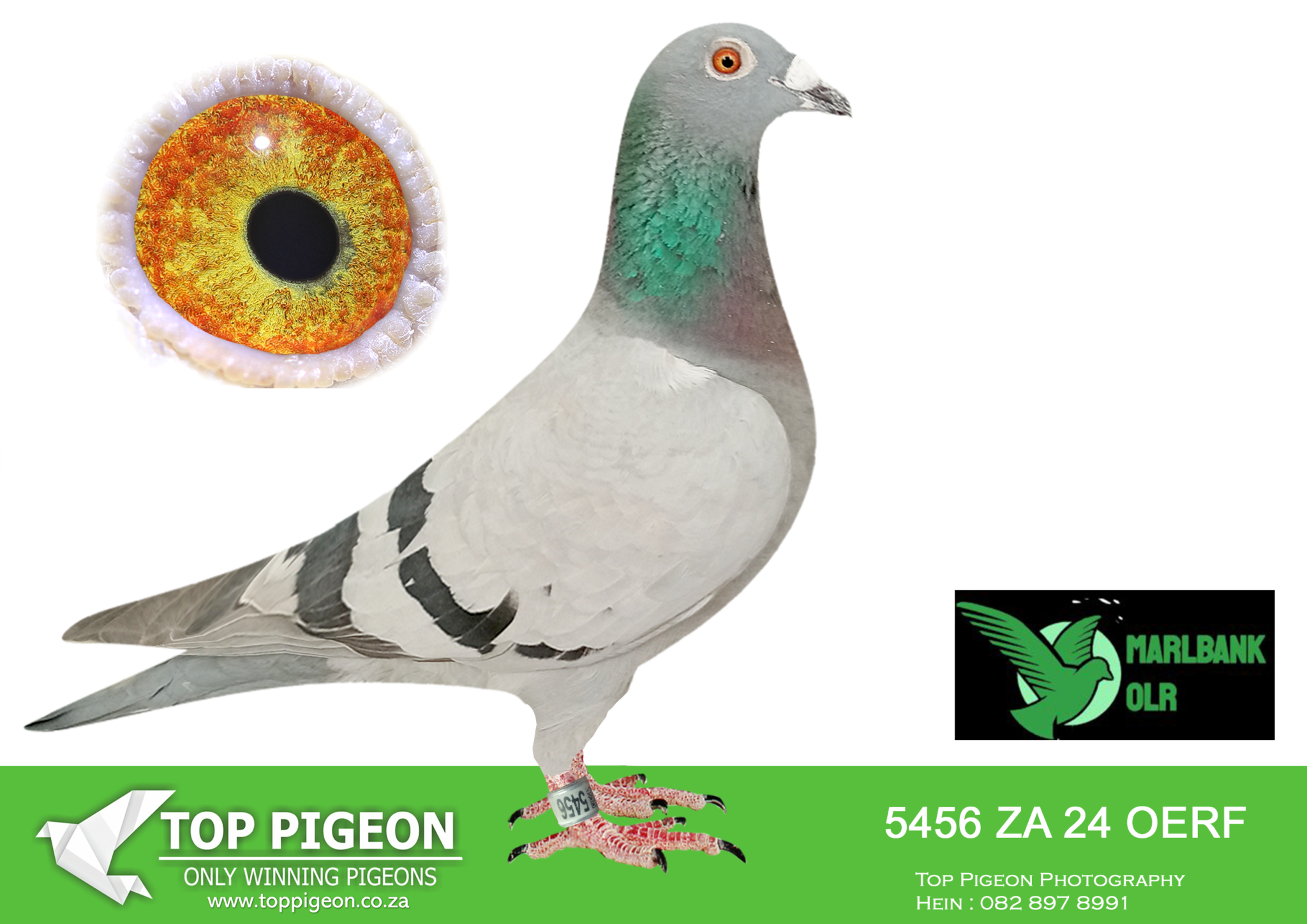 LOT 95 MARLBANK OLR – BERTUS NEL T1-ZA-24-OERF-5456 -SIRE:983 ZA 2024 J ...