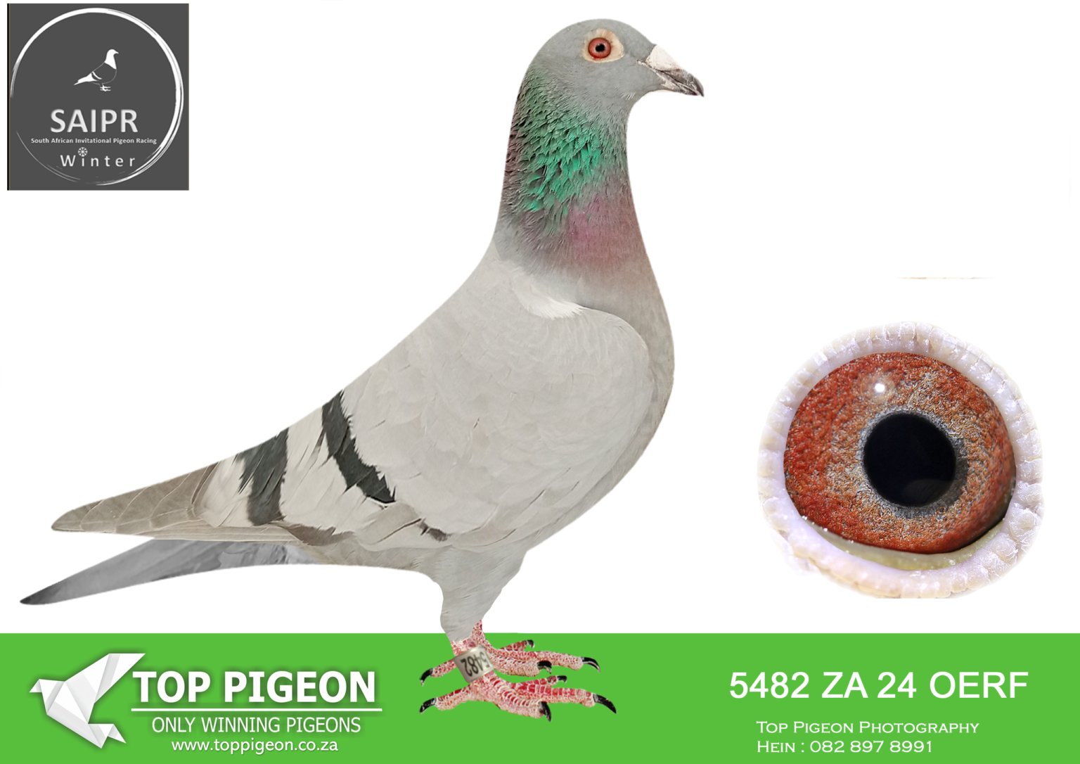 LOT 56 SAIPR AUCTION 2 – Bertus Nel-ZA OERF 5482 2024*** -SIRE: 179993 ...