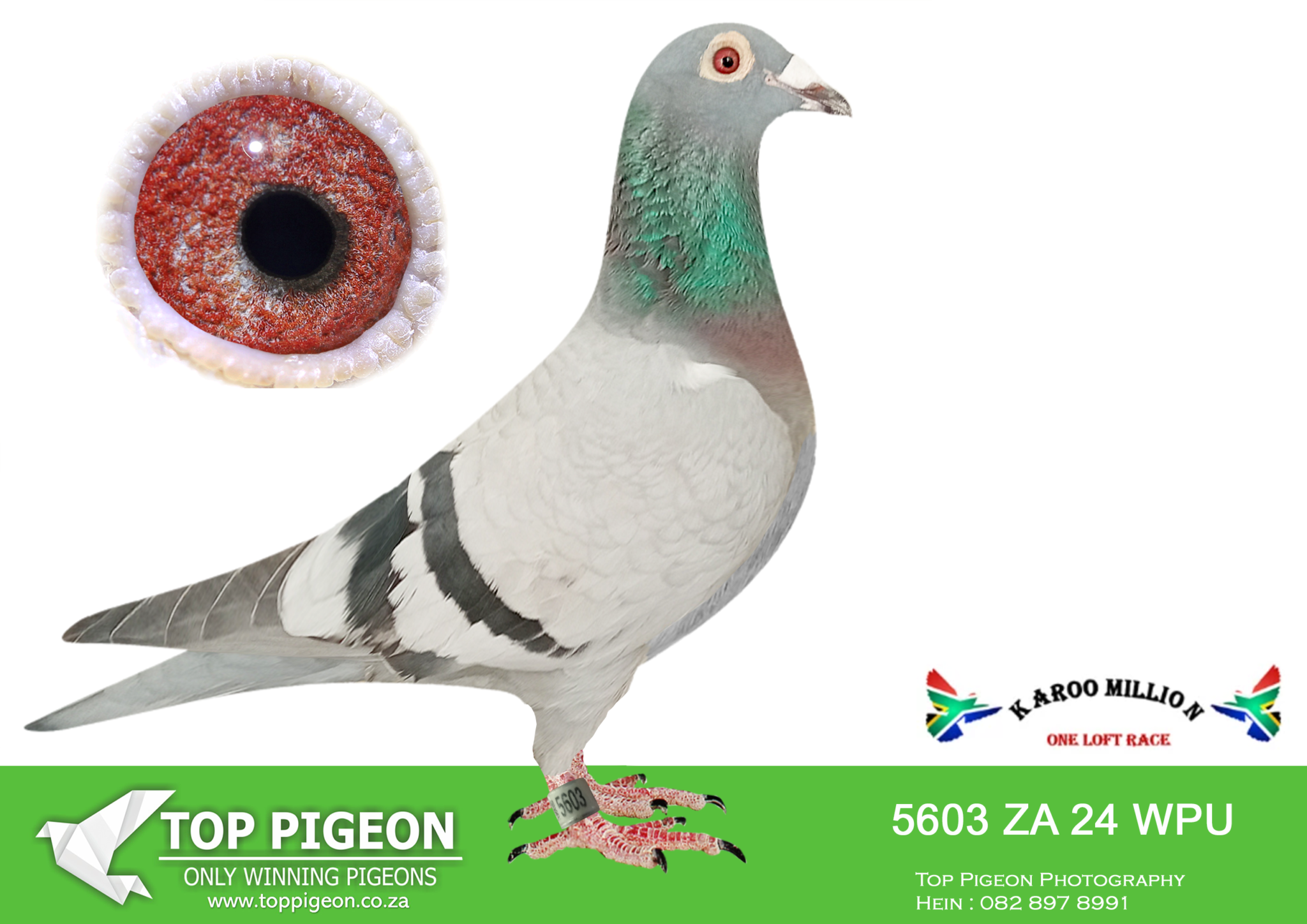 LOT 38 KAROO MILLION OLR – MARNES NEL-5603 WPU 2024 -9TH ACE PIGEON ...