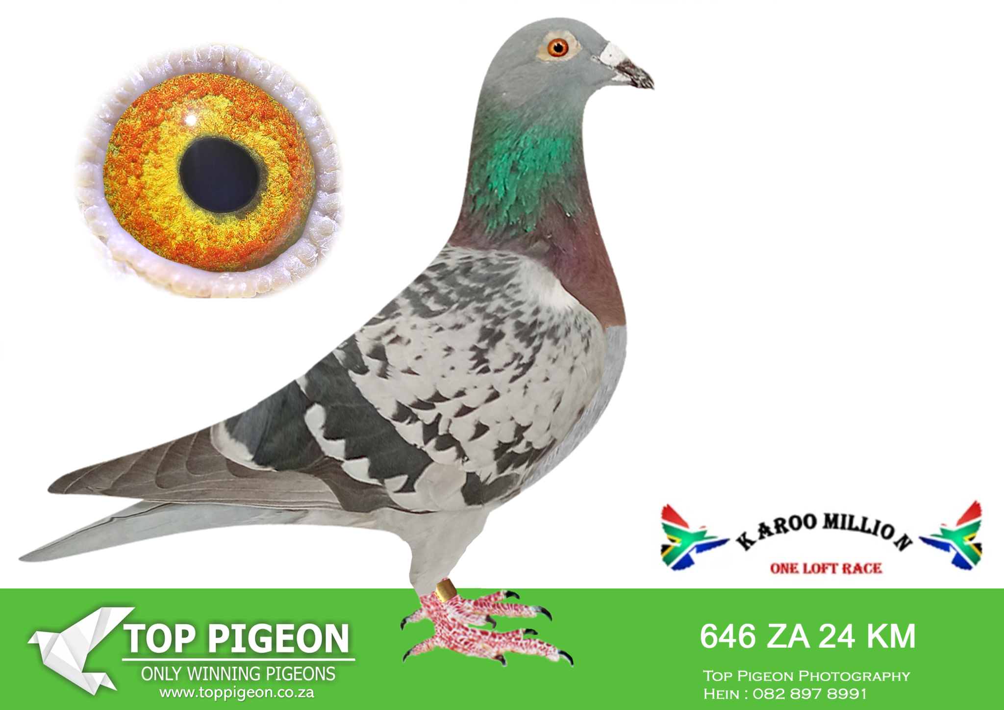 LOT 15 FESTIVE AUCTION – -646 KAROO MILLION 2024 —BRED BY BENEKE LOFTS ...