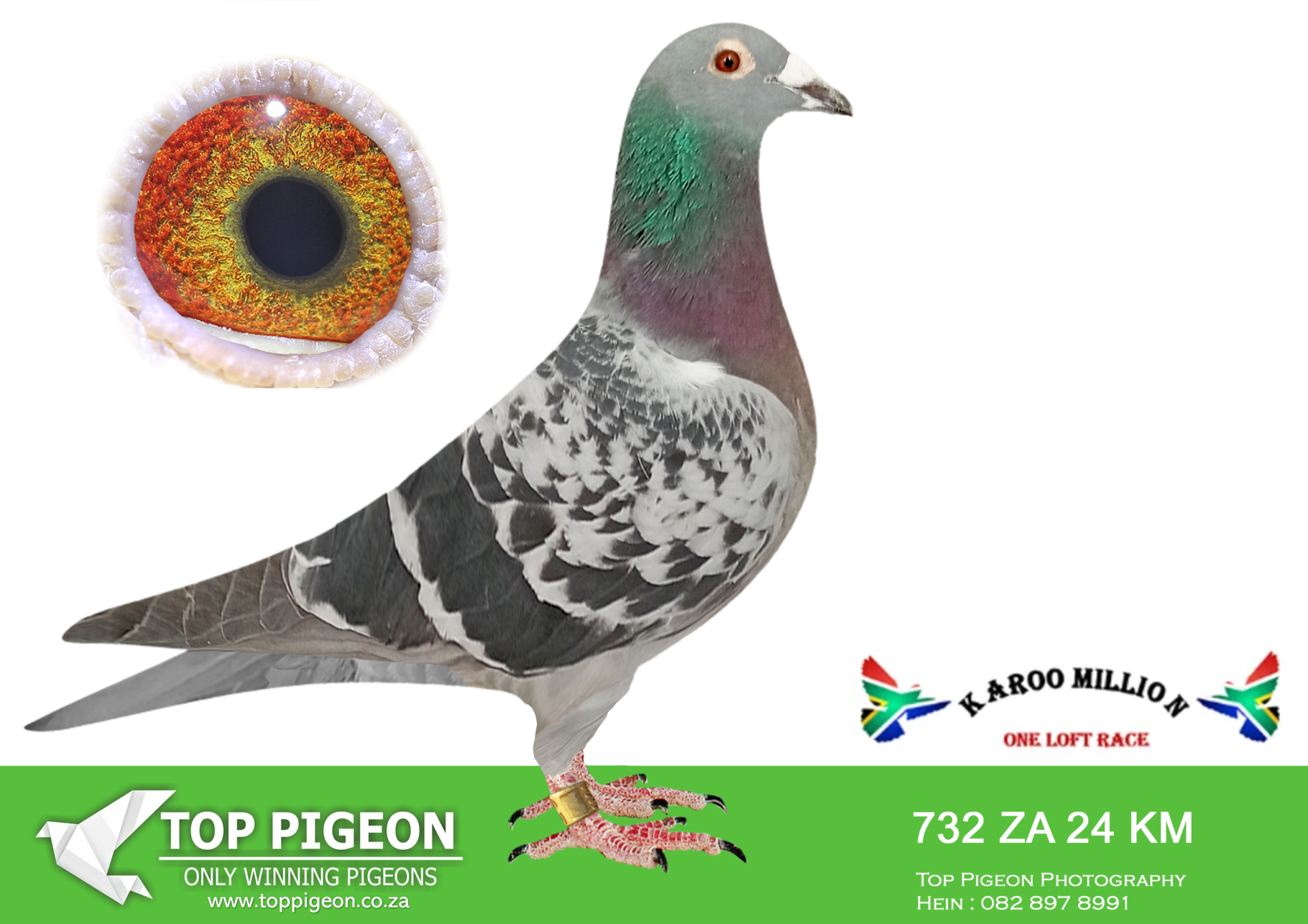 LOT 73 KAROO MILLION OLR – MEGA PIGEON-732 KAROO MILLION 2024 -SIRE:ZA ...