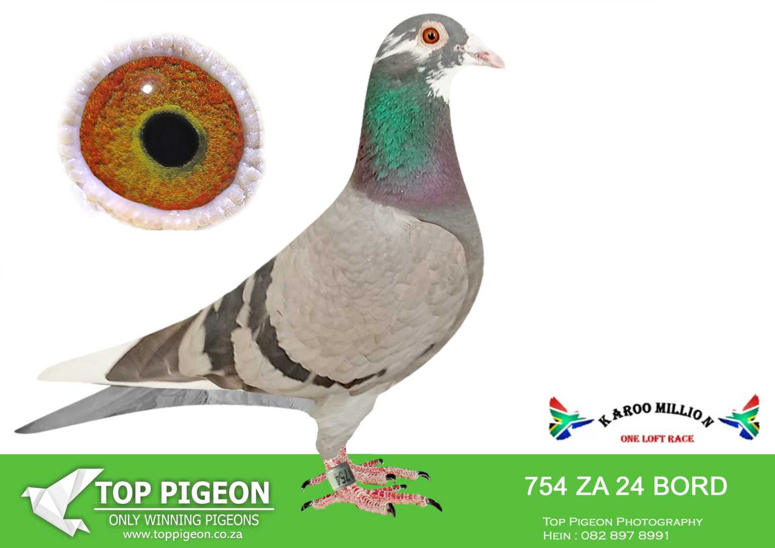 LOT 12 WACKY WEDNESDAY – DOLLIE DIMPELS-754 BORD 2024 –SIRE:1840 HVR. HUYSKENS VAN RIEL.——–DAM ...