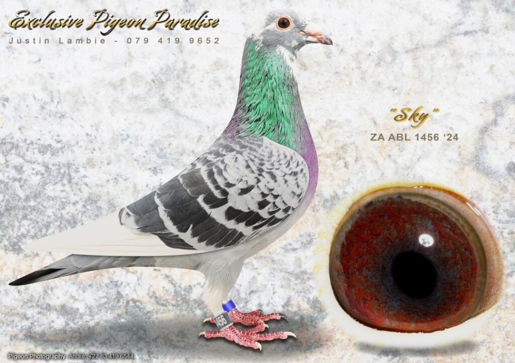 LOT 50 MARLBANK OLR – EXCLUSIVE PIGEON PARADISE 1-ZA-24-JKL-1147 -“EPP ...