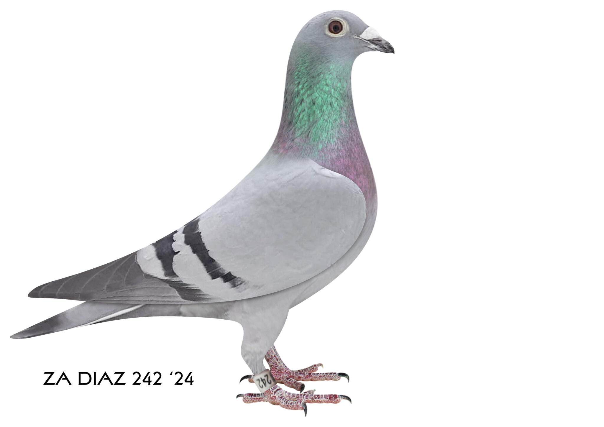 LOT 88 KAROO MILLION OLR – NORMAN PHILLIPS-242 DIAS 2024 -SAME BRED AS ...