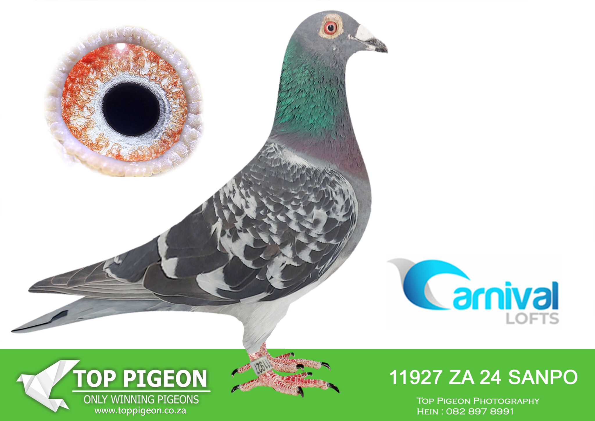 LOT 44 CARNIVAL LOFTS OLR – Willie Munnik-ZA SANPO 24 11927 -SIRE:SRPV 19 ZA 1938 .Strain ...