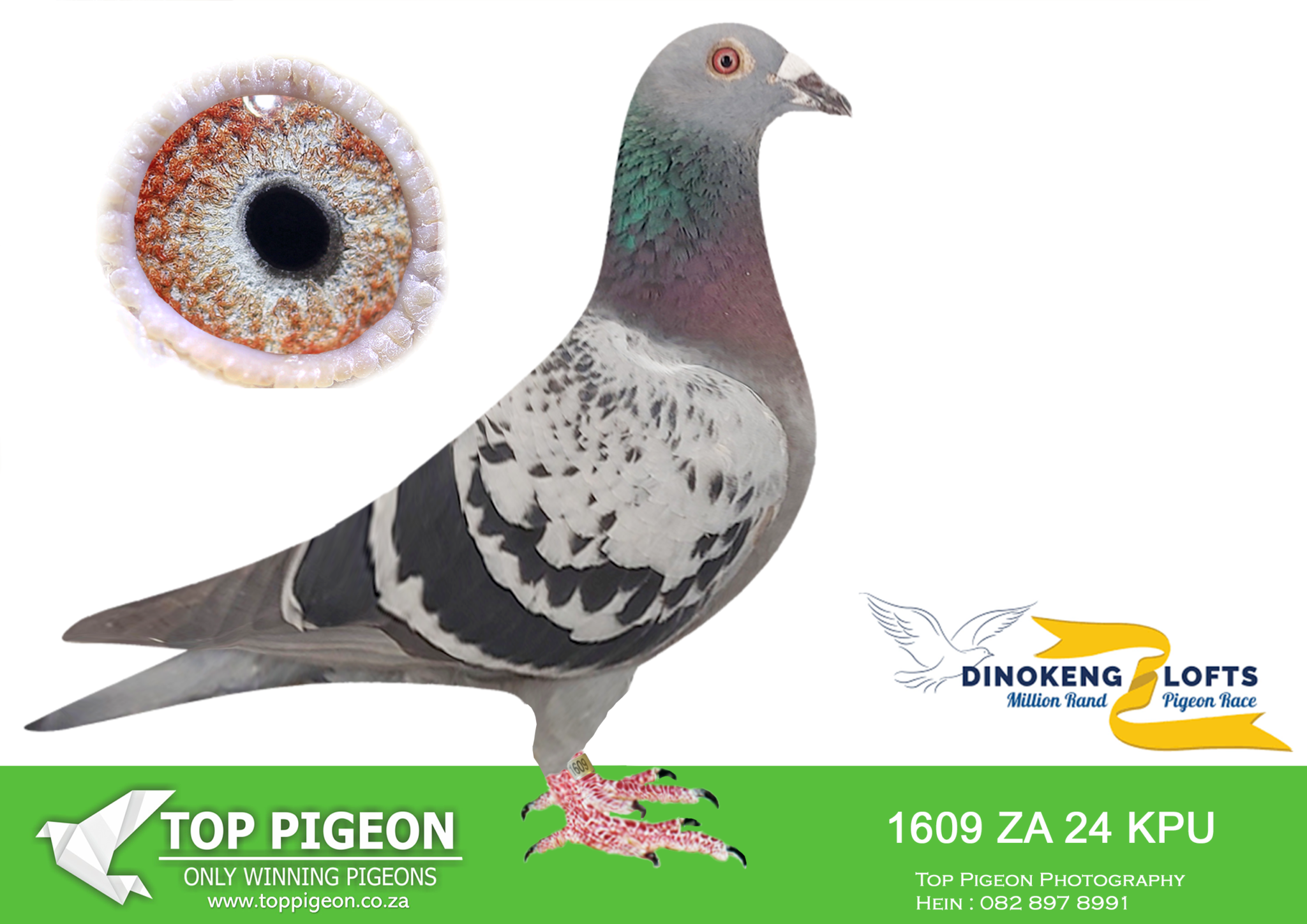 LOT 60 DINOKENG OLR – BENEKE LOFTS/TOP PIGEON-ZA KPU 24- 1609 HEN -SIRE:12180 TRPF 18 ...