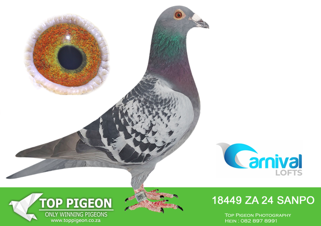 LOT 95 CARNIVAL LOFTS OLR-Badenhorst Lofts-SANPO 24 18449 -SIRE:11115 14 GPU .Alias “Monster ...