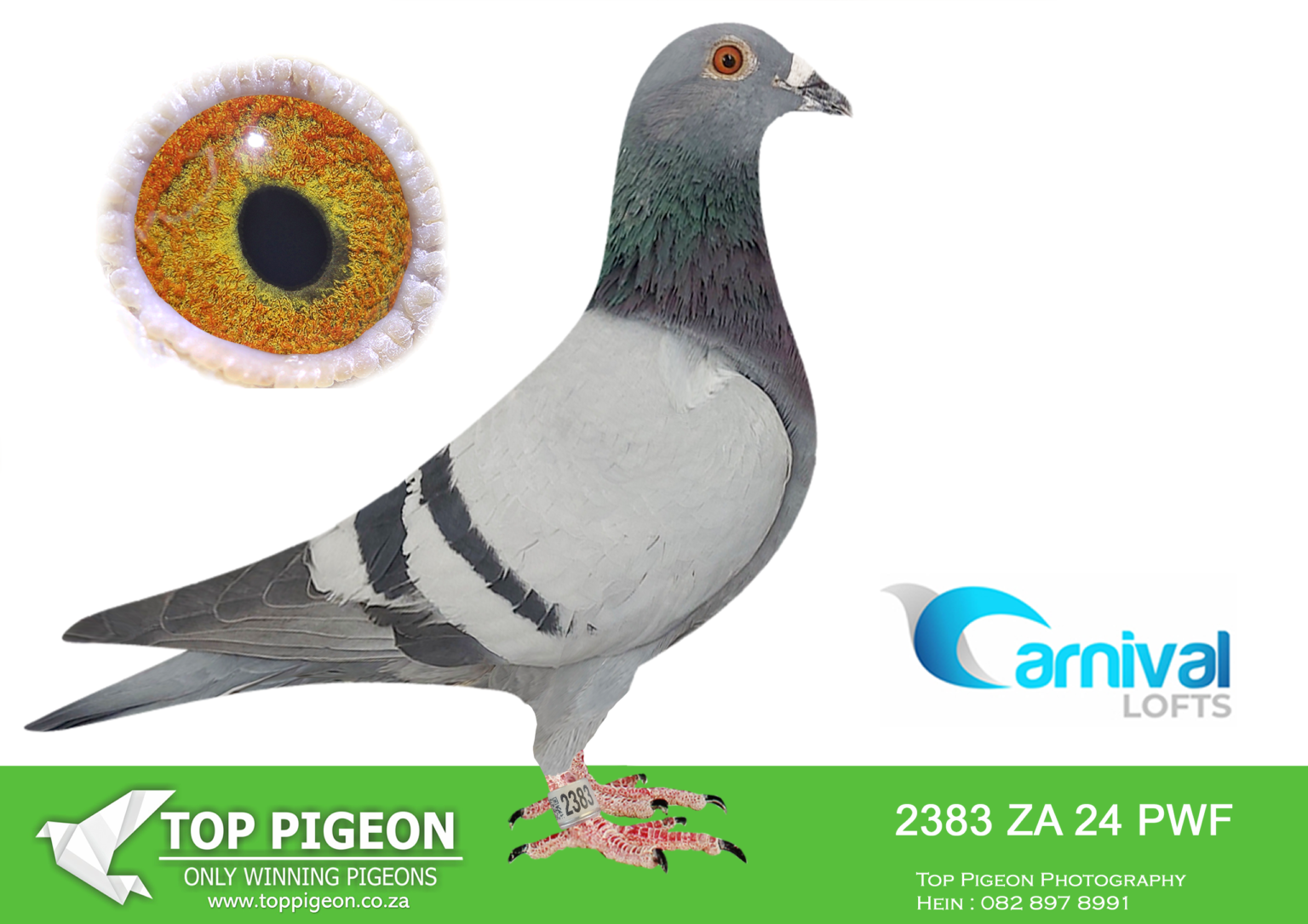 LOT 71 CARNIVAL LOFTS OLR-Tinus Boshoff-PWF 24 2383 -SIRE:028 ZA 24 ...