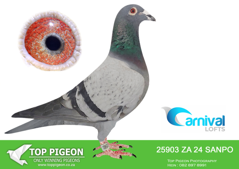 LOT 17 CARNIVAL LOFTS OLR – Toppigeon/Beneke Lofts-SANPO 24 25903 -SIRE ...
