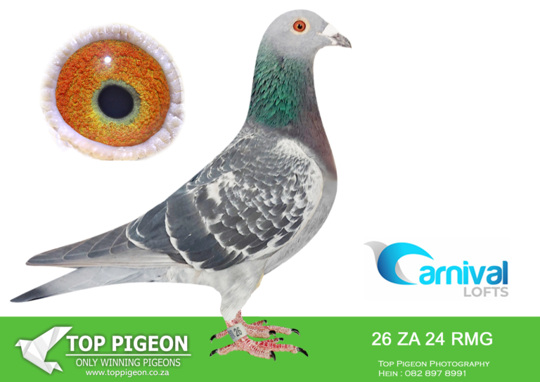 LOT 51 CARNIVAL LOFTS OLR-RMG Racing-RMG 24 26