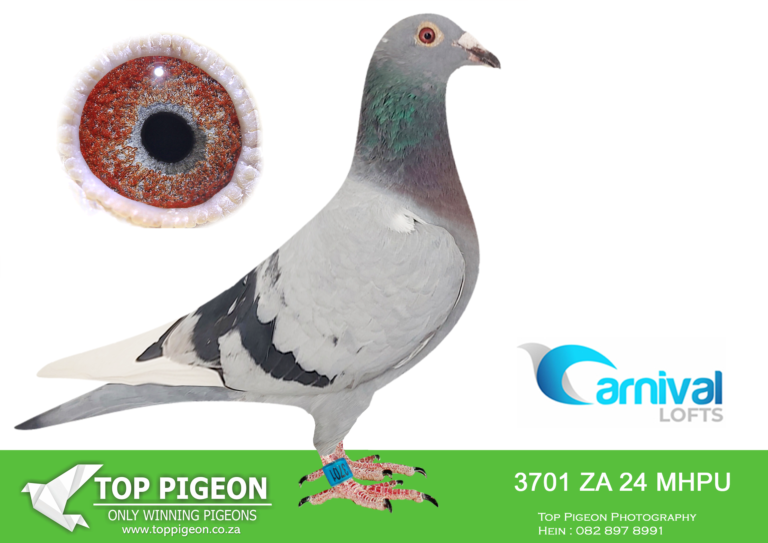 LOT 89 CARNIVAL LOFTS OLR-Taliep Family Lofts / Samuel Loft-MPHU 24 ...