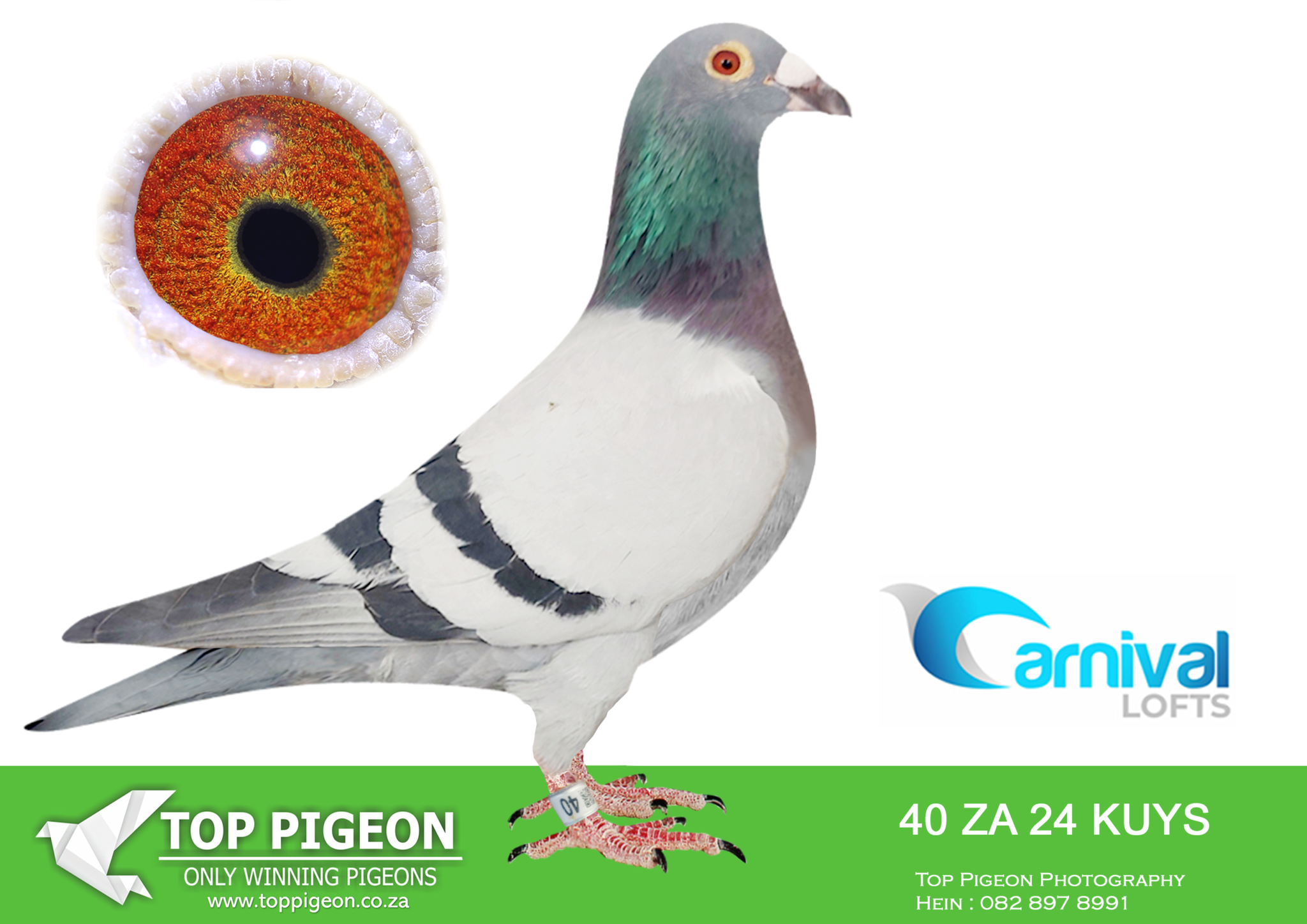 LOT 76 CARNIVAL LOFTS OLR-Pigeon Power-KUYS 24 40 -SIRE:ZA-2021-RRDD ...