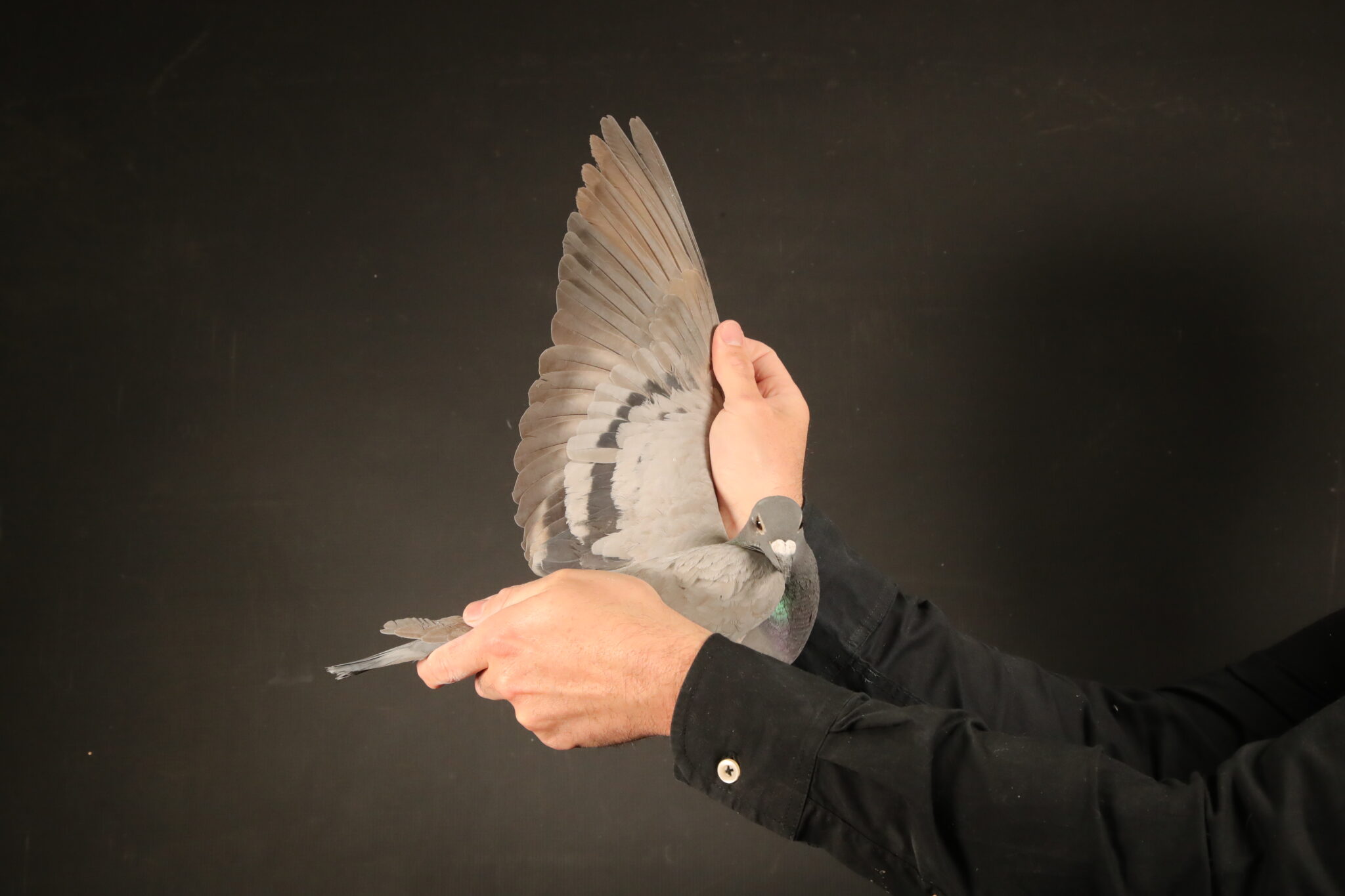 ZZ..LOT 135 AFRIKAPRO AUCTION 3 -PEC – PIPA Breeding & Ahmet Cavdar-BE ...