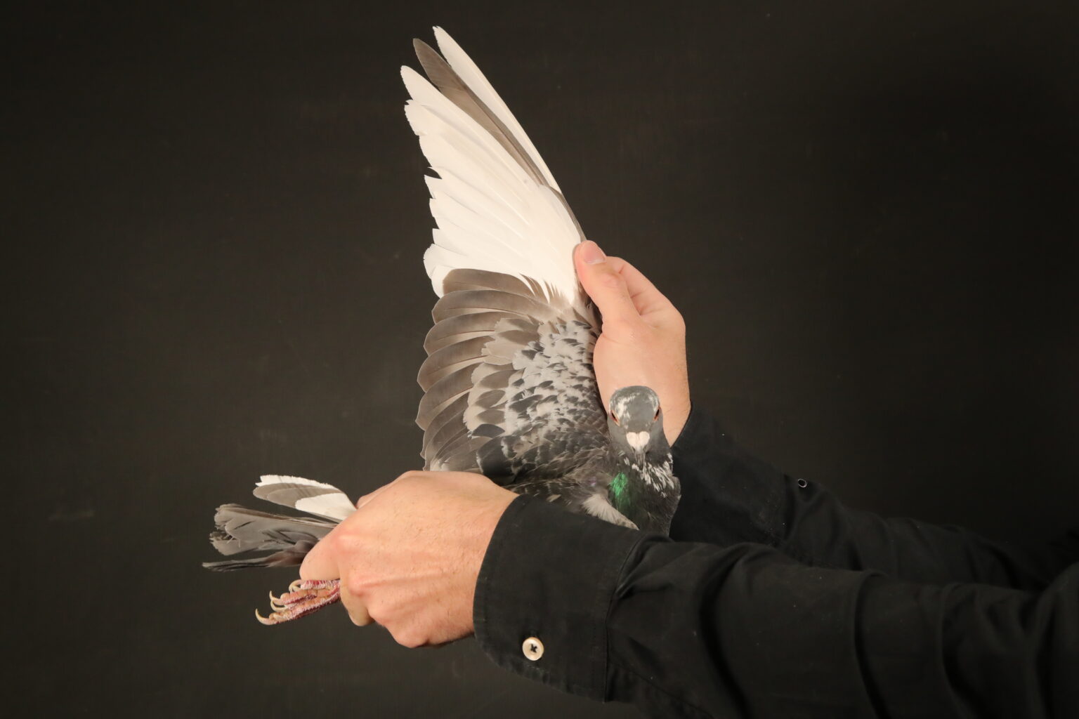 .LOT 1 AFRIKAPRO AUCTION 3 – Tom van Gaver – Alberto Abajo BE-BE-24 ...