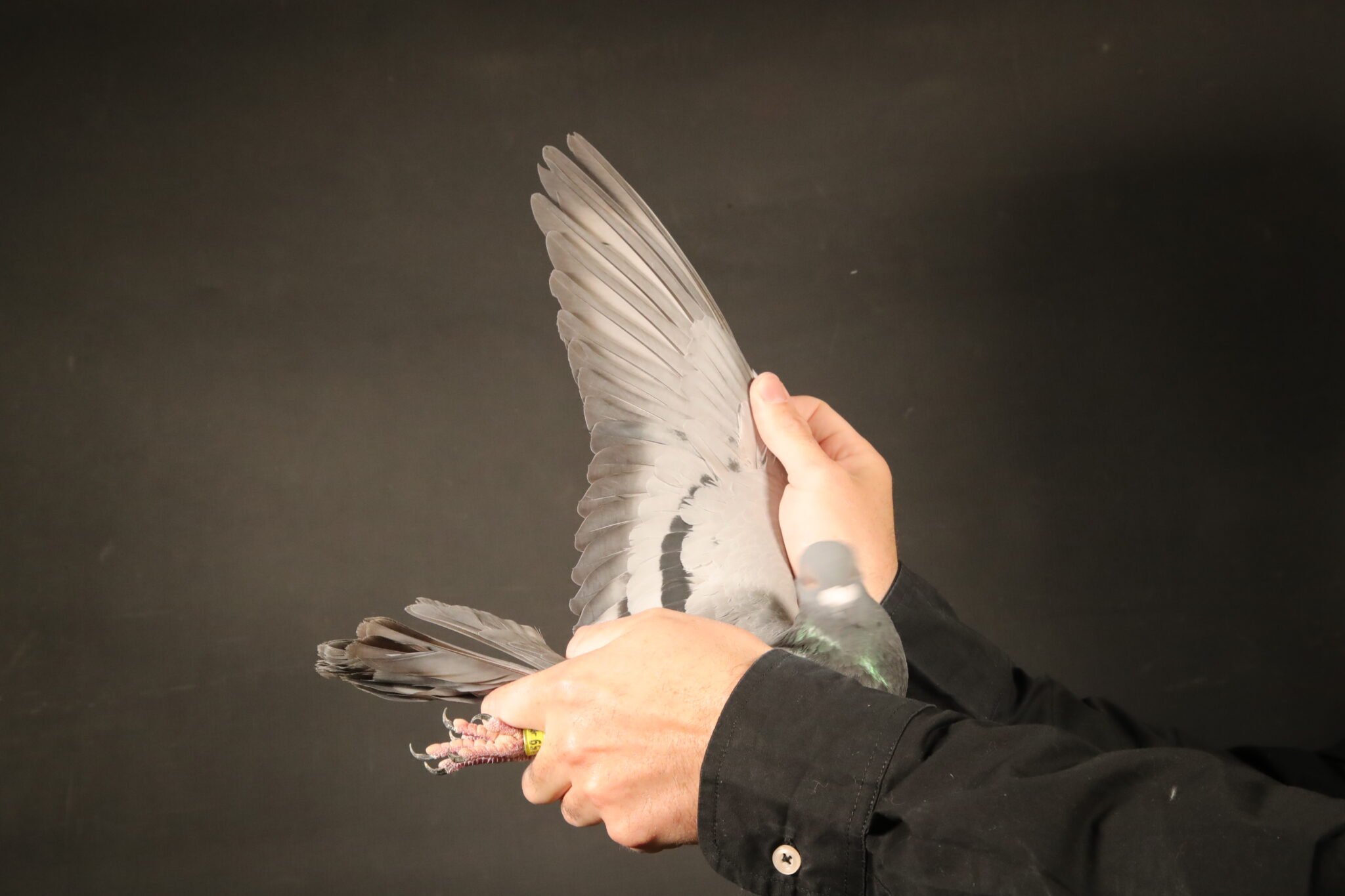 LOT 42 AfrikaPro Auction 2B – Team Ullrich & Die Painters – DV-24-01811 ...