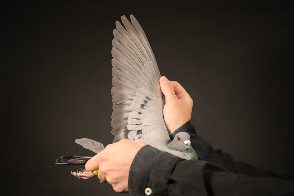 LOT 77 AFRIKAPRO AUCTION 1 – SG Steffl-DV-24-08897-437 -SIRE:08897-22 ...