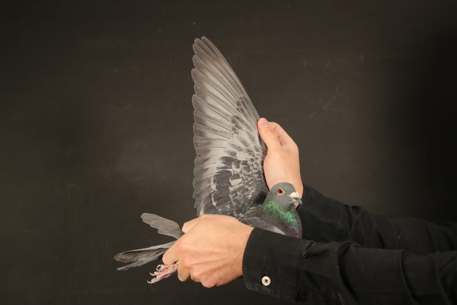 LOT 18 AfrikaPro Auction 2B – SG Steffl – DV-24-08897-495 -SIRE:DV-8897 ...