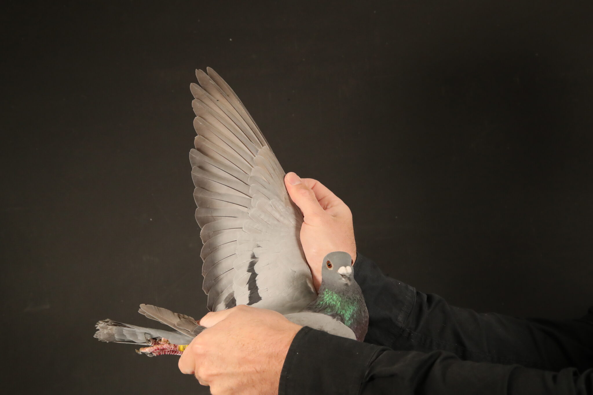 LOT 92 AFRIKAPRO AUCTION 1 – Mountain Lofts – Murray & Mills – RKS Team ...