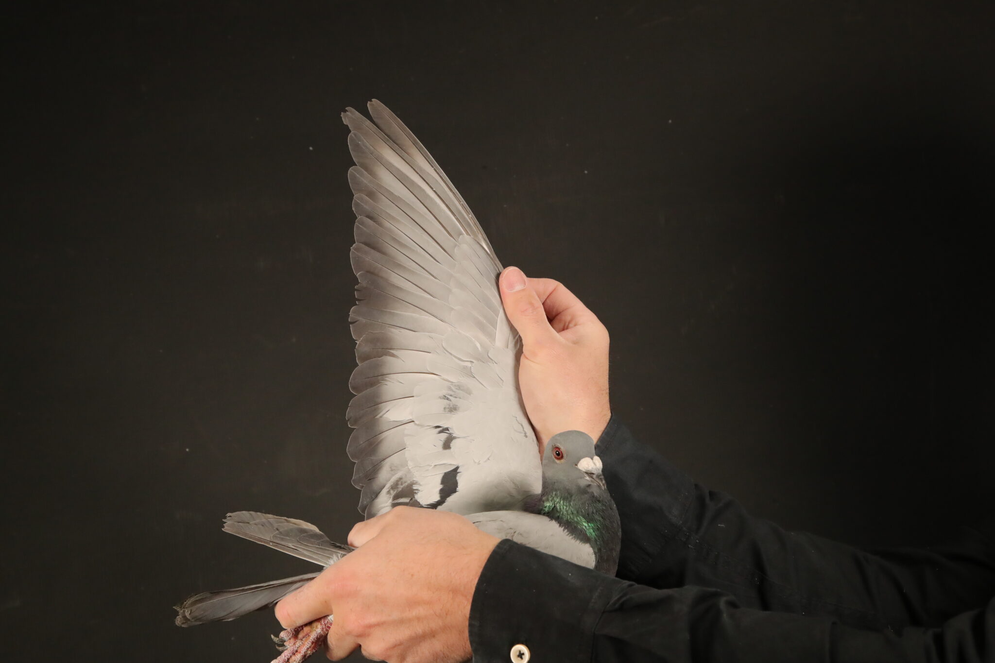 Z..LOT 135 AFRIKAPRO AUCTION 2 -Umm Birka Loft A-QATAR-25-2198 -MOST ...