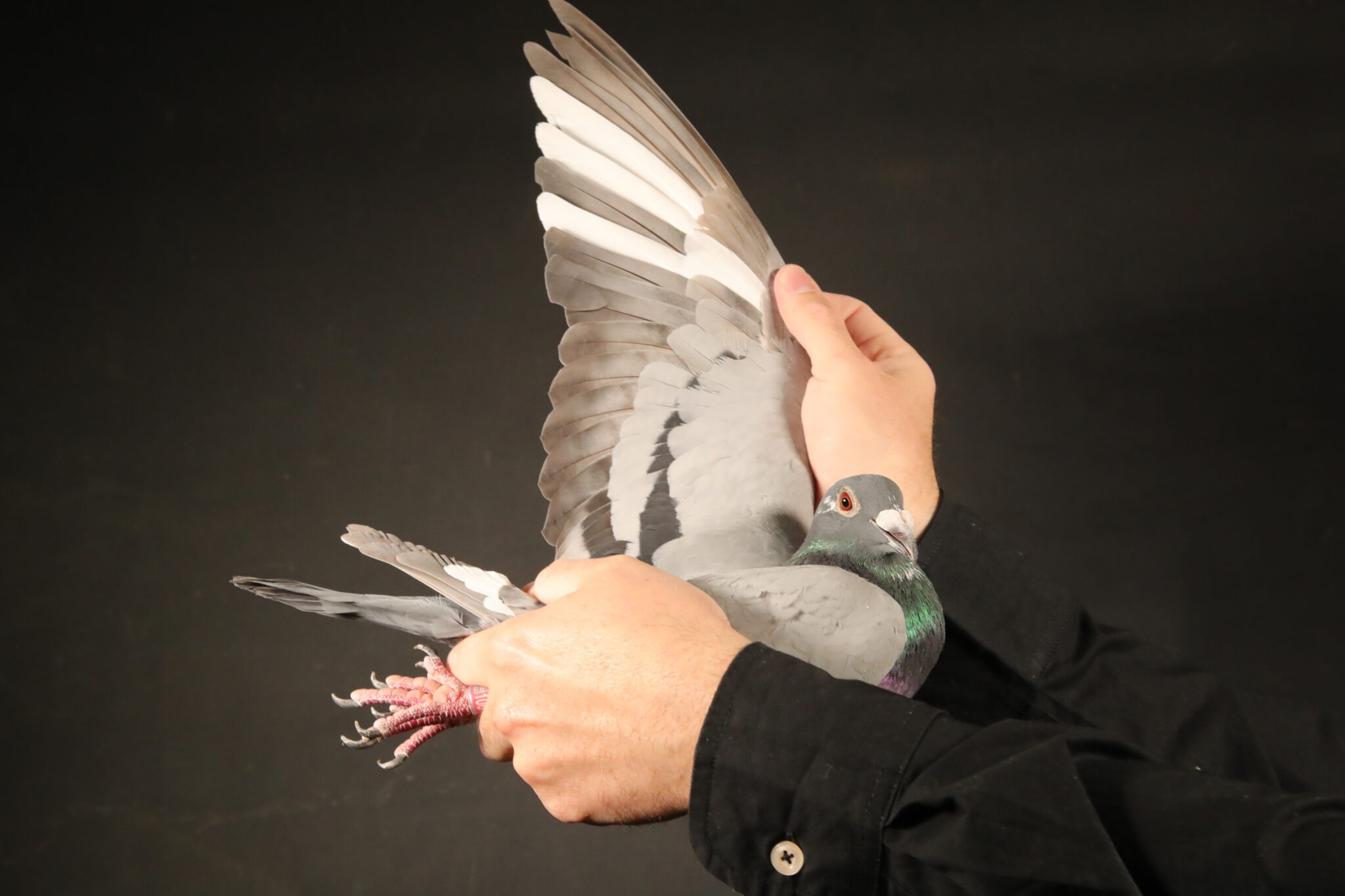 LOT 96 AFRIKAPRO AUCTION 1 – RMG-ZA-25-RMG-106 -SIRE:VFWC 19 6152 M ...