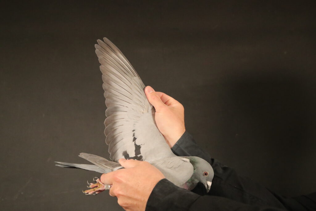 LOT 23 AFRIKAPRO AUCTION 3 – Team Vision-ZA-24-BDUD-0869 -SIRE:6717 ZA ...