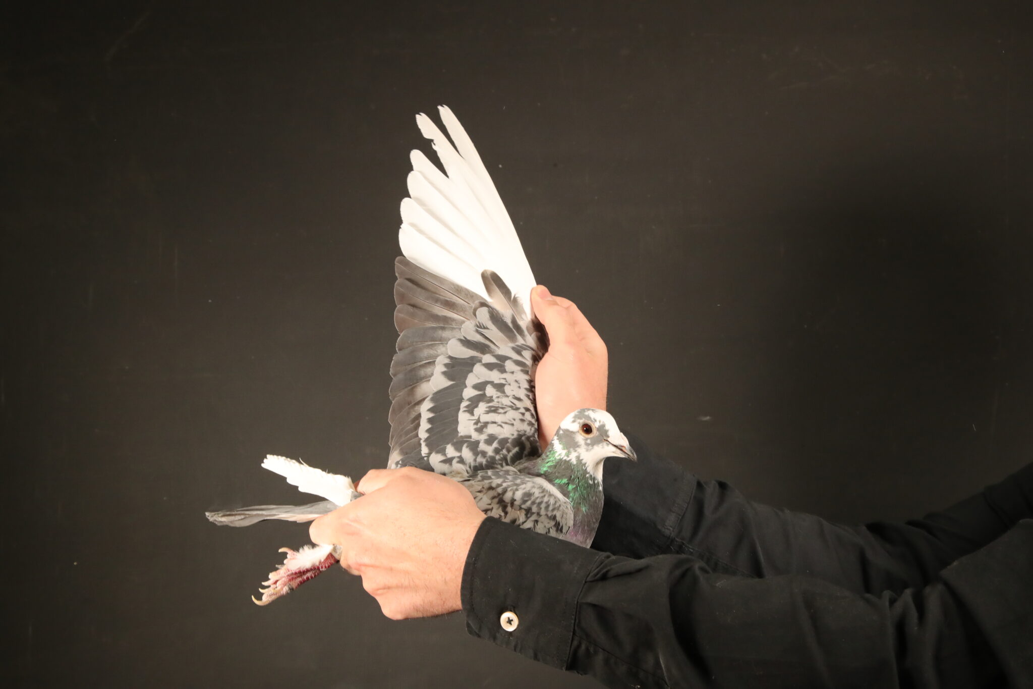 Past racing pigeon auctions | Archive of bids & pedigrees