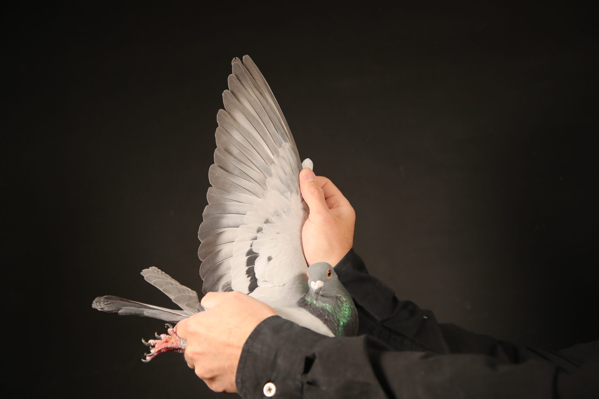 Z..LOT 129 AFRIKAPRO AUCTION 2 -Karoo Africa-ZA-24-CB-RVS-421