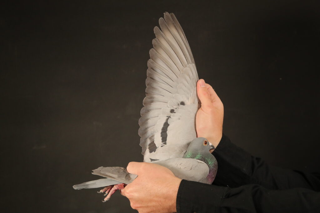 Z..LOT 154 AFRIKAPRO AUCTION 2 -Len Knoetze Lofts 4-ZA-24-FB-13482 ...