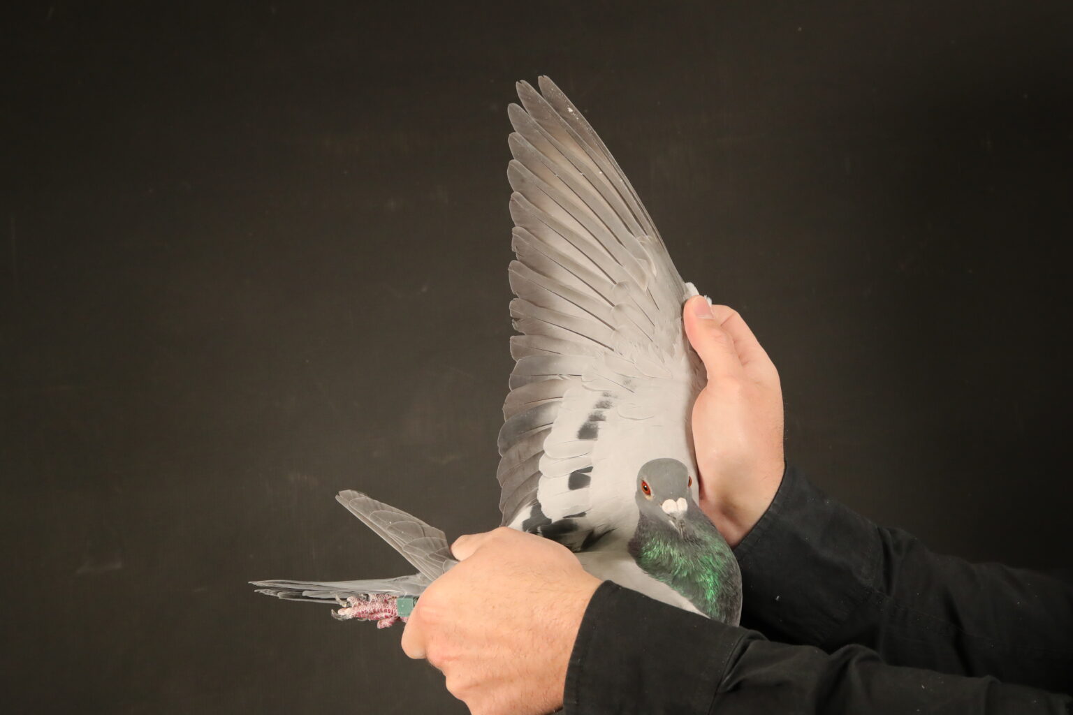 Z..LOT 118 AFRIKAPRO AUCTION 2 -Koekemoer & Joe Gomes-ZA-24-GPU-1357