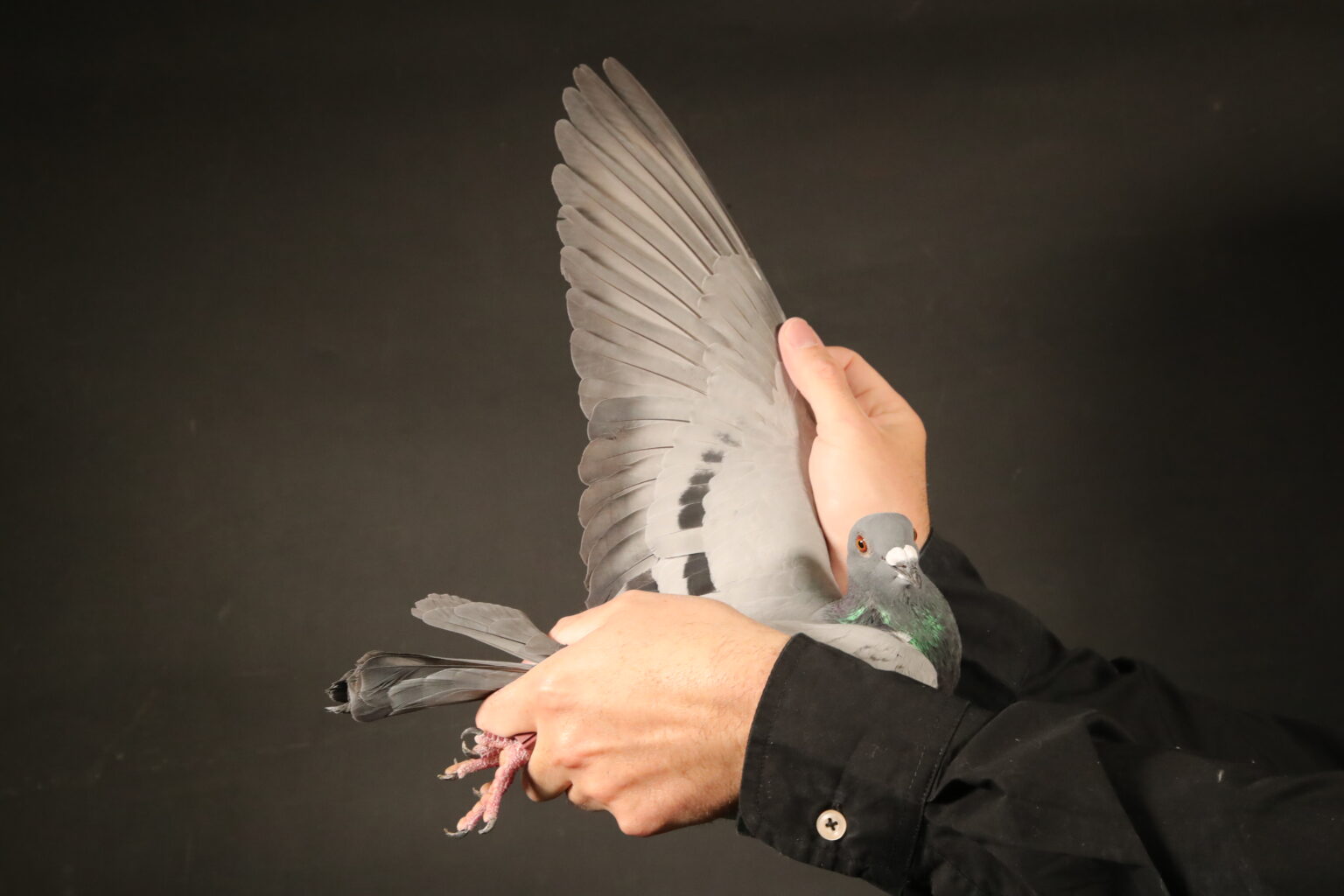 LOT 38 AFRIKAPRO AUCTION 2 -Doc Kev TNT-ZA-24-GPU-791 -73RD FINAL———SIRE:ZA 21 GPU 7569. TNT ...