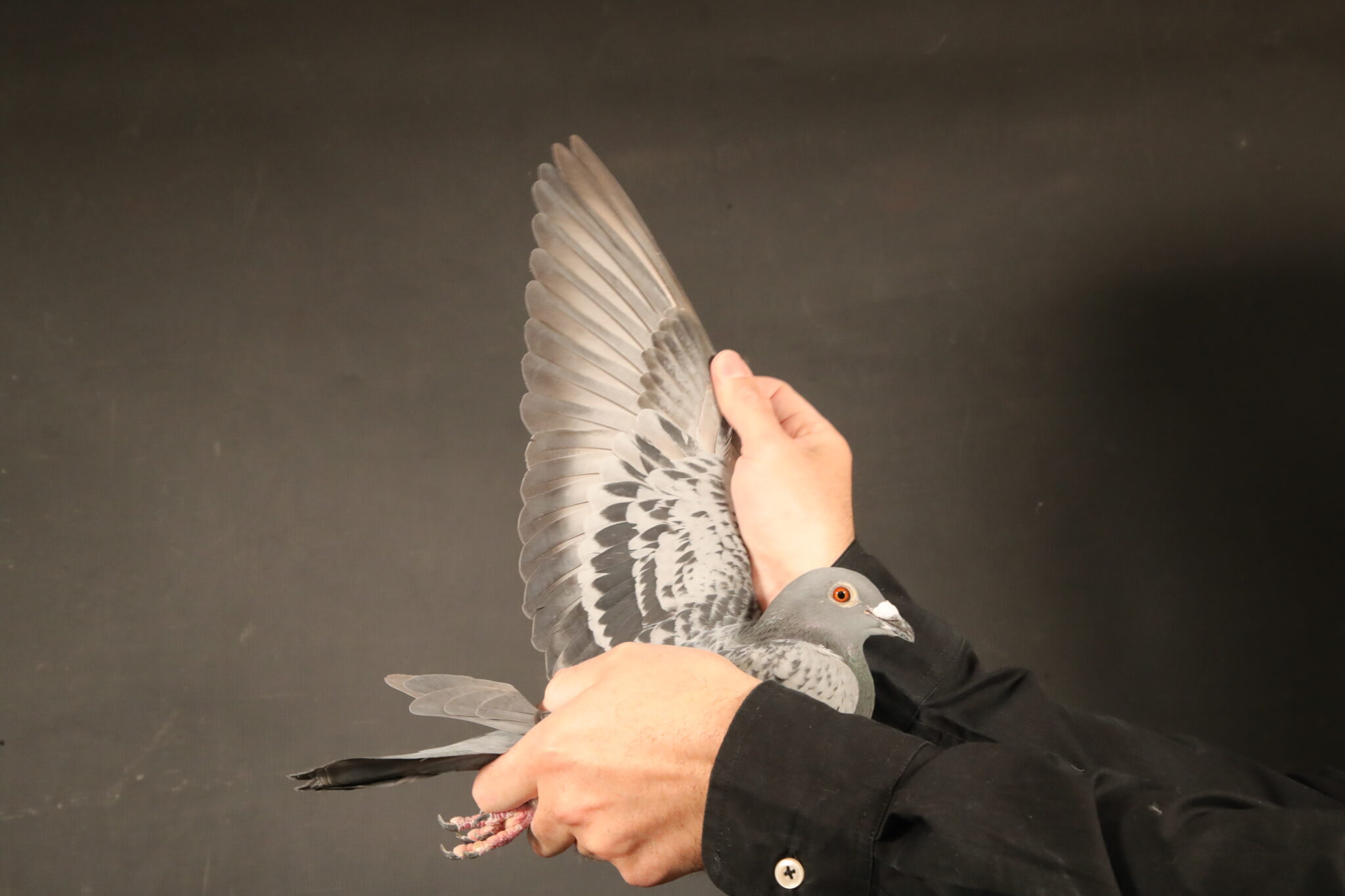 zz..LOT 105 AfrikaPro Auction 2B – Jaco & Danie – ZA-24-GPU-9097 -SIRE ...