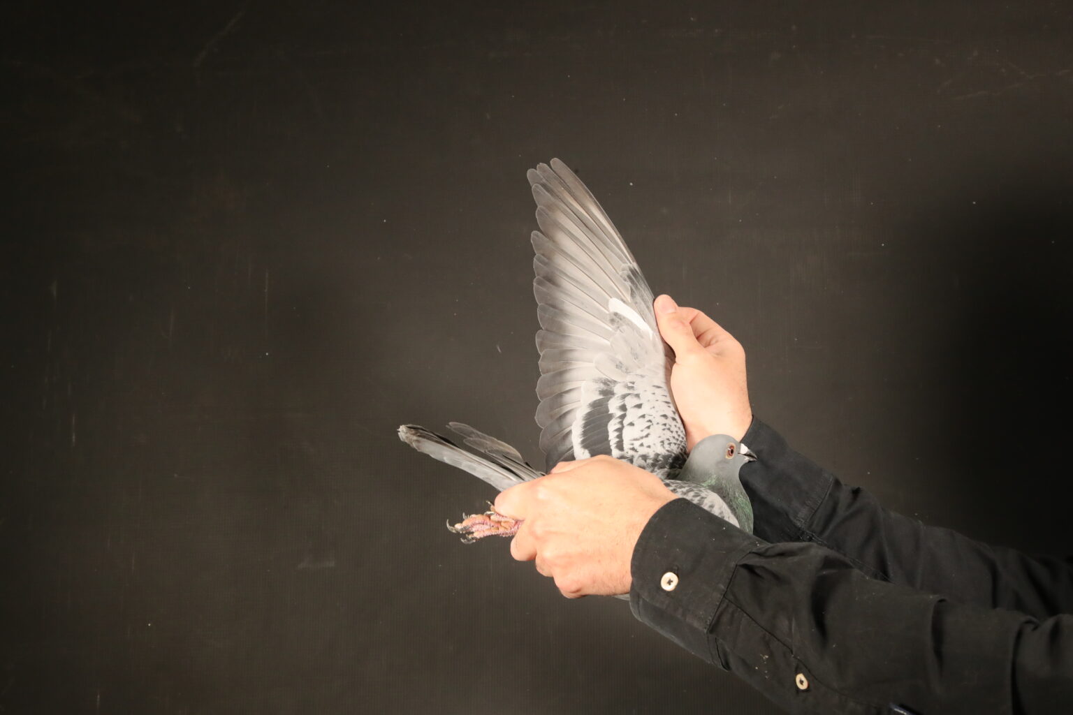 LOT 98 AFRIKAPRO AUCTION 2 -Douw Steyn Racing Pigeons-ZA-24-GRPF-1100 ...