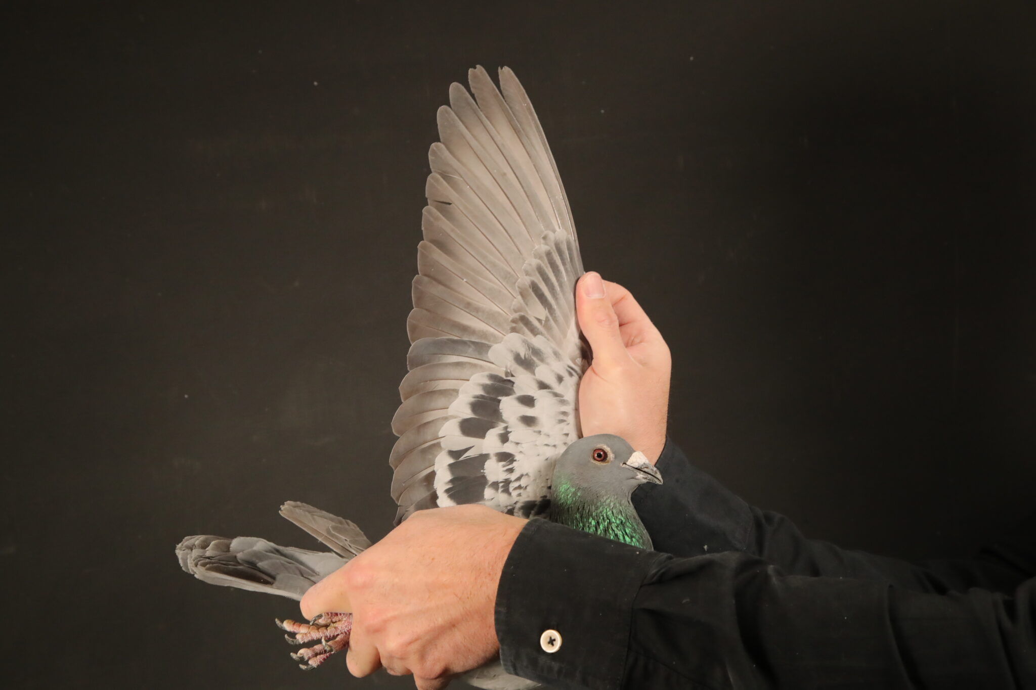 LOT 56 AFRIKAPRO AUCTION 2 -Bredenhand – Pigeon Palace-ZA-24-JWDK-4180 ...
