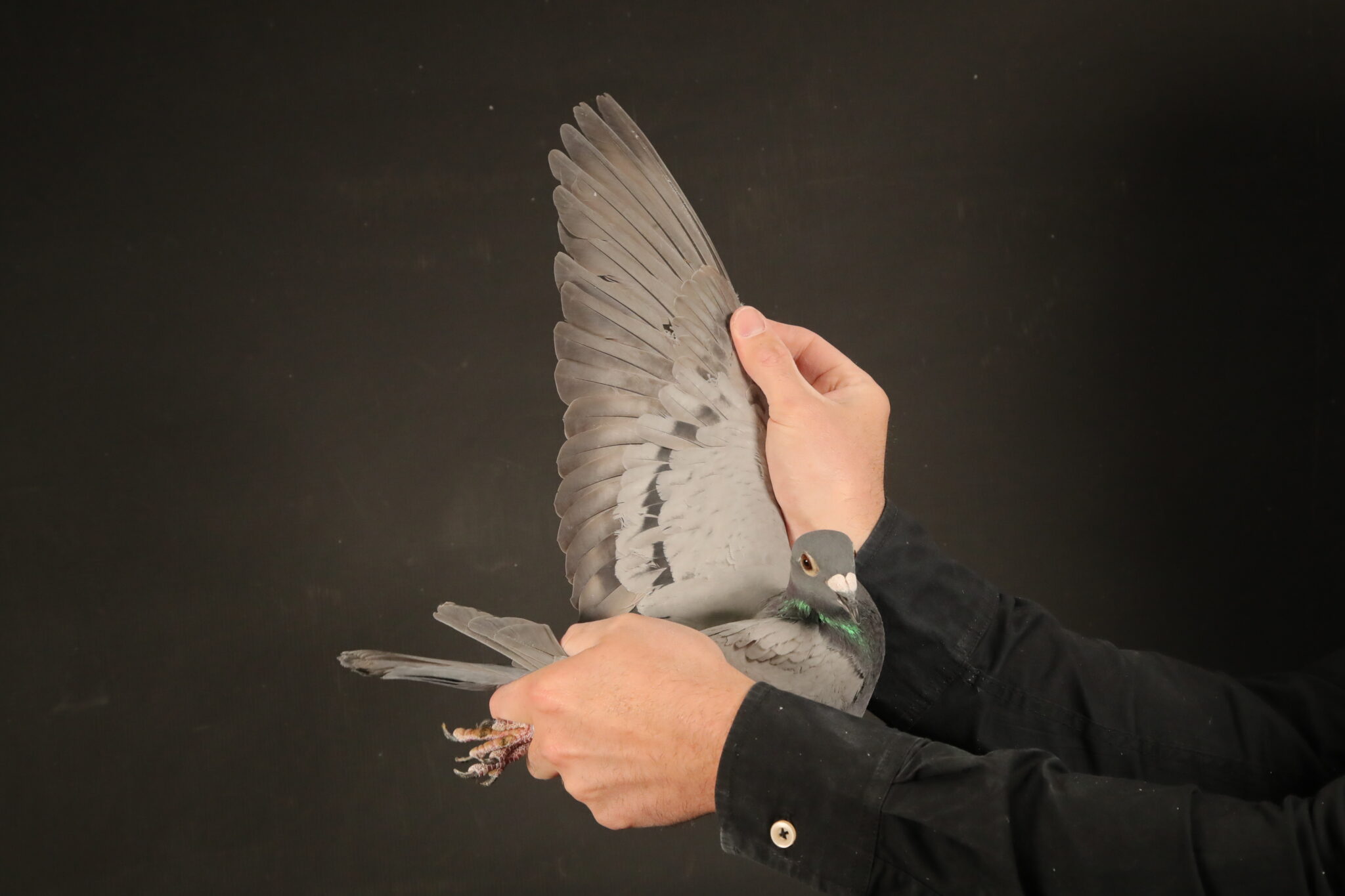 Z..LOT 139 AFRIKAPRO AUCTION 2 -Bredenhand – Pigeon Palace-ZA-24-JWDK ...